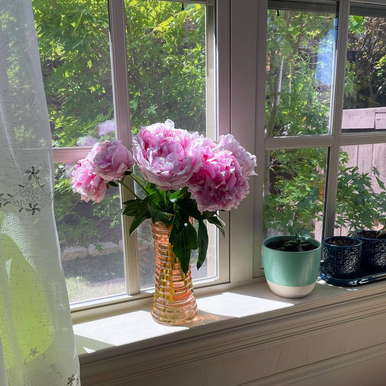 Пионы – Aira Lucid – Блог Русалки